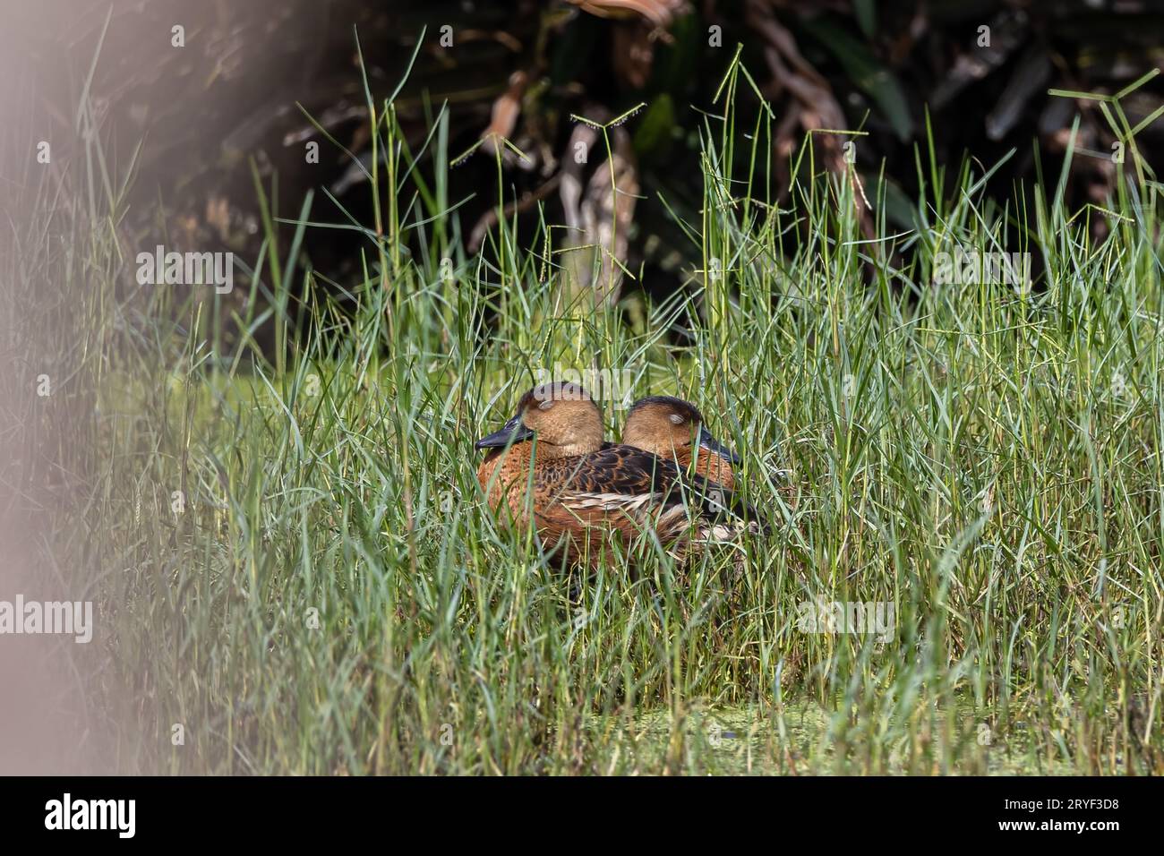 Nature wildlife of Wildlife whistling ducks chilling Stock Photo - Alamy