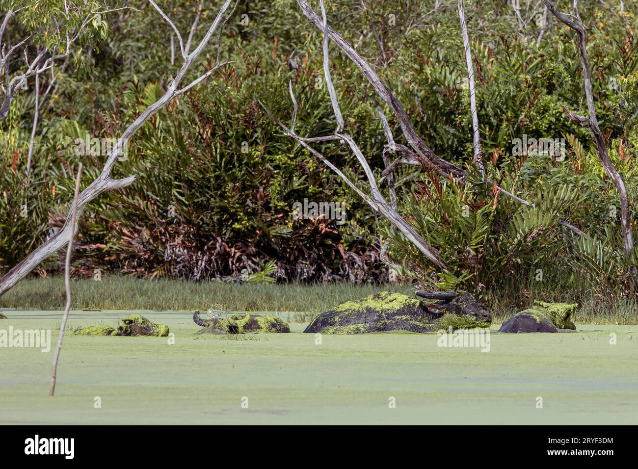 Nature wildlife image of water buffalo bathing in the pond. The Sabah ...