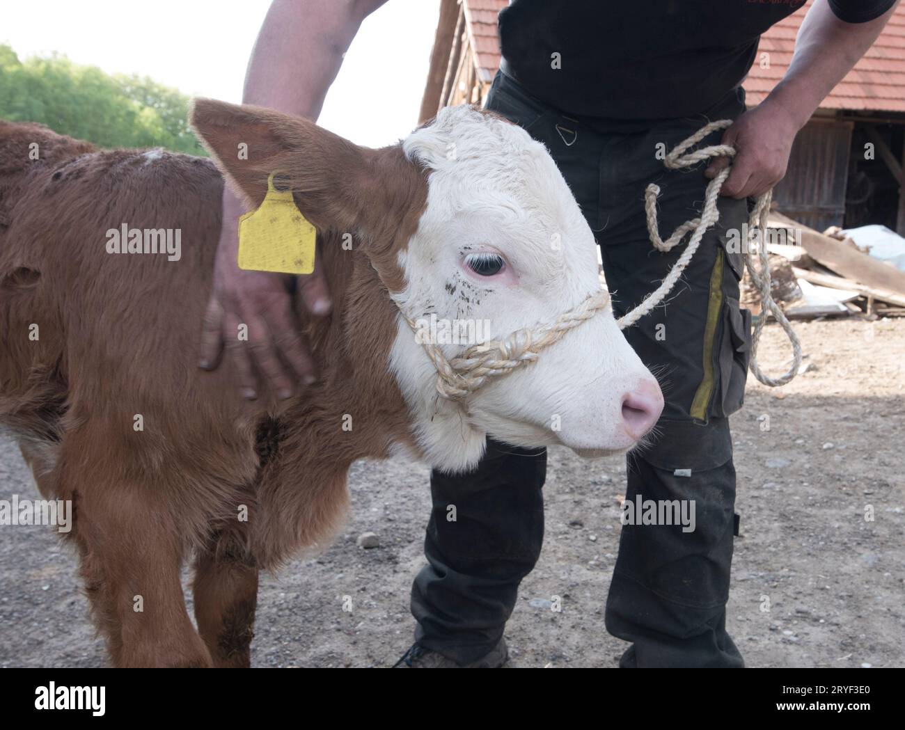Walking calf hi-res stock photography and images - Alamy