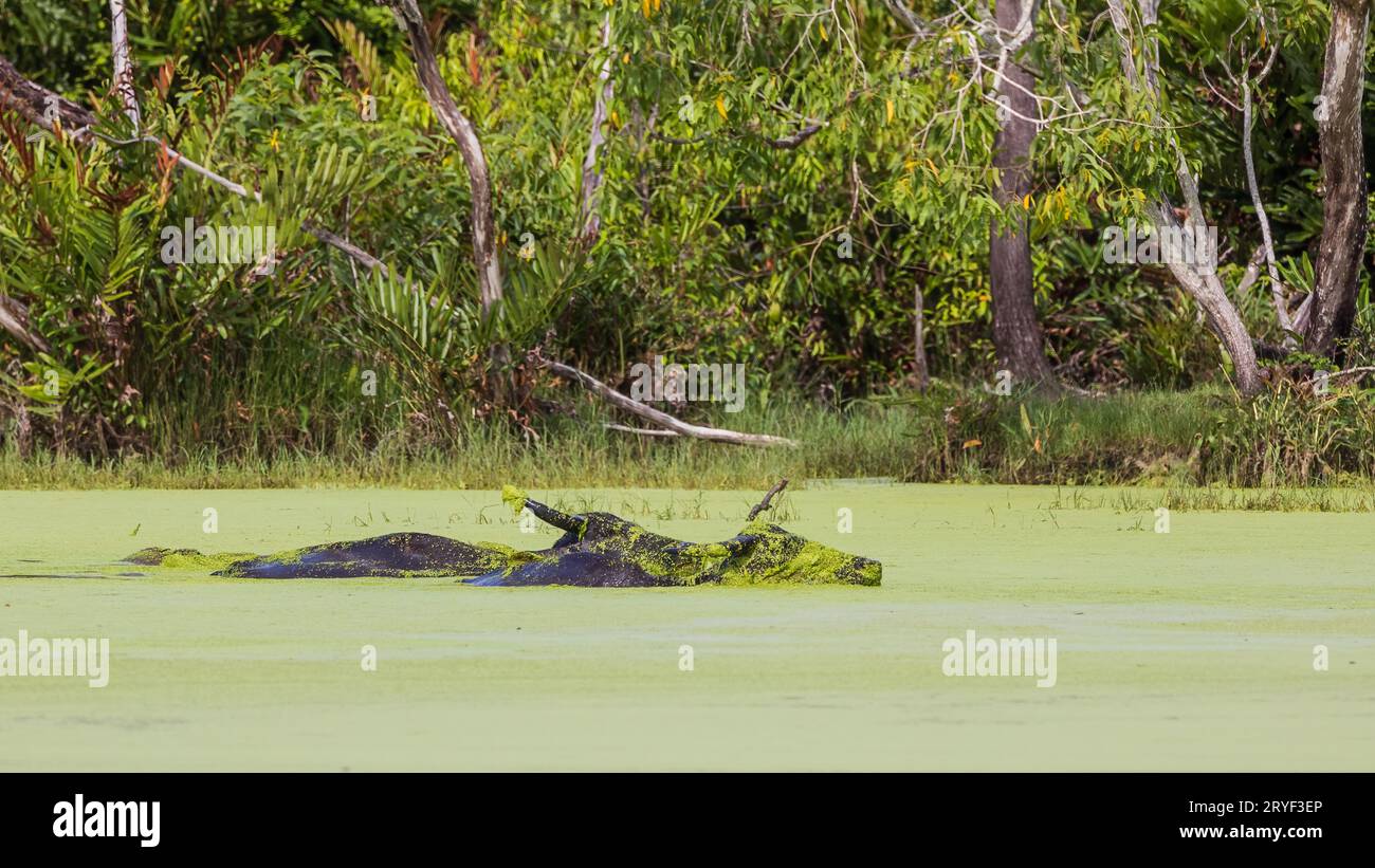 Nature wildlife image of water buffalo bathing in the pond. The Sabah ...
