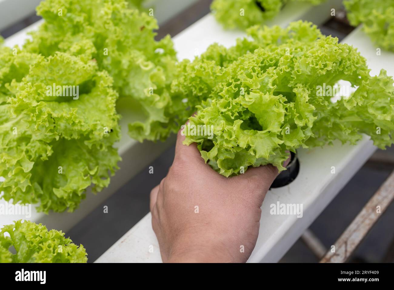 Organic Hydroponic butterhead leaf lettuce vegetables plantation in ...