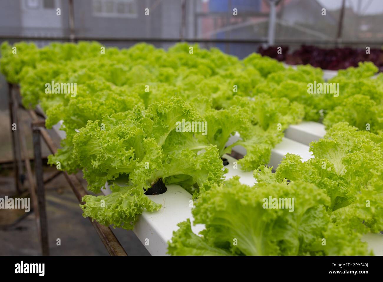 Organic Hydroponic butterhead leaf lettuce vegetables plantation in ...