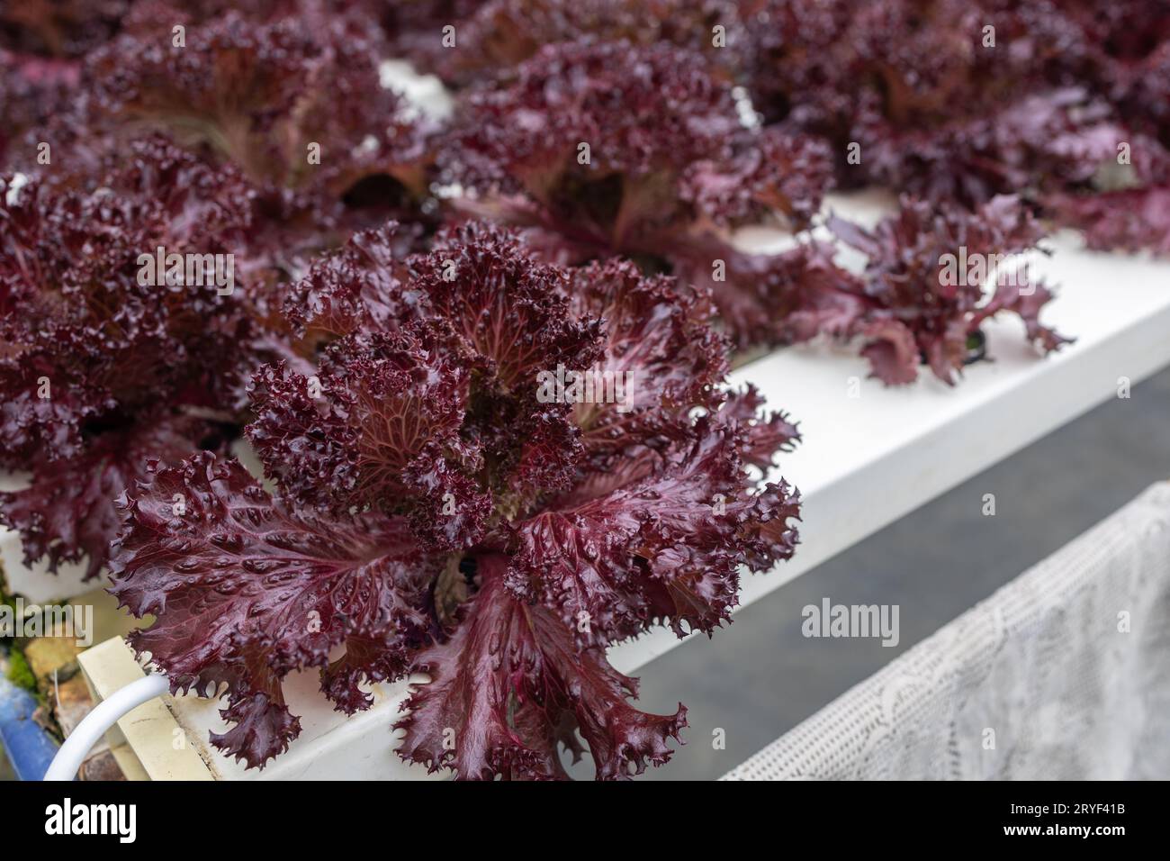 Organic Hydroponic butterhead leaf lettuce vegetables plantation in ...