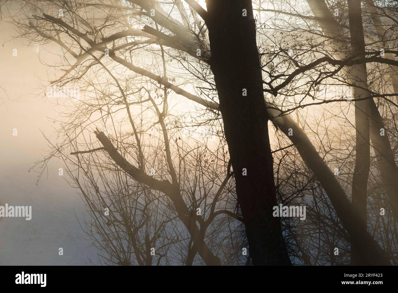 Light as life force in nature Stock Photo - Alamy