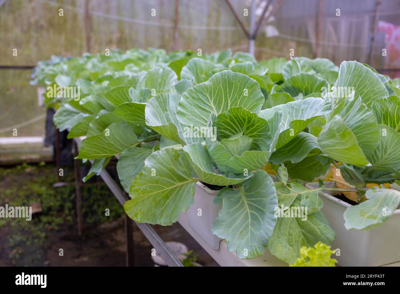 Organic Hydroponic butterhead leaf lettuce vegetables plantation in ...
