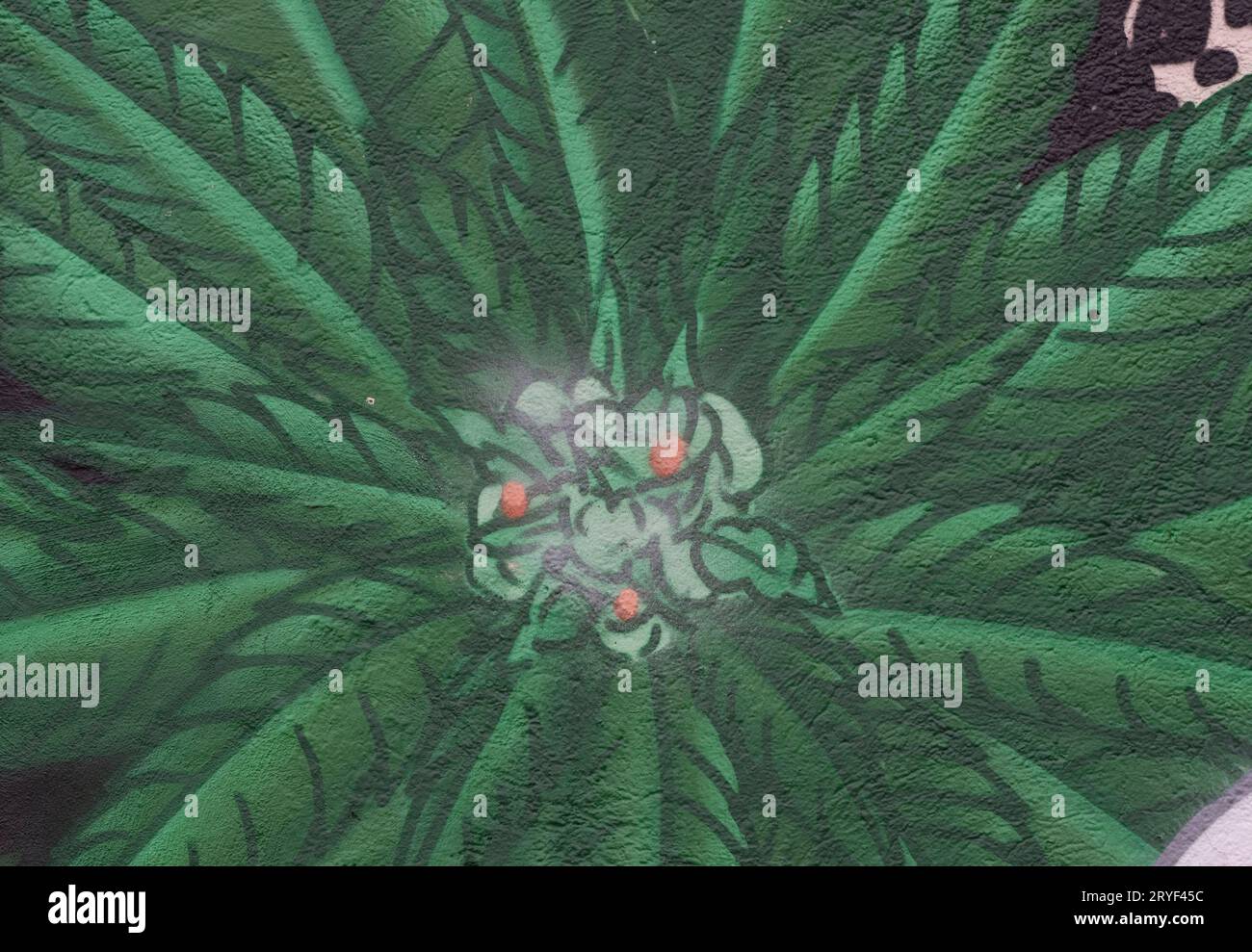 Cannabis plant sativa hi-res stock photography and images - Alamy Cannabis plant sativa hi-res stock photography and images - Alamy