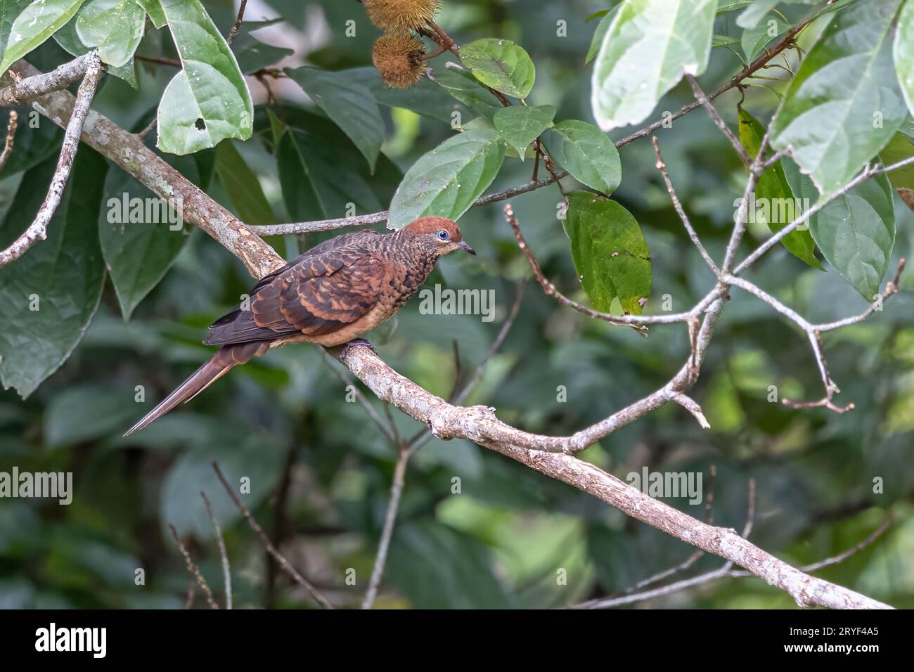 Nature wildlife image of The little cuckoo-dove perched in the middle ...
