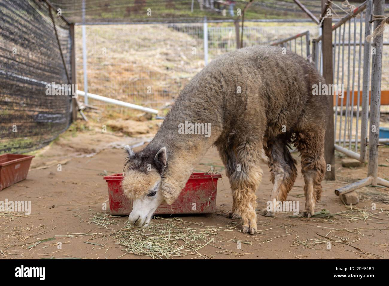 Closeup image of alpacas Animal eating grass Stock Photo - Alamy