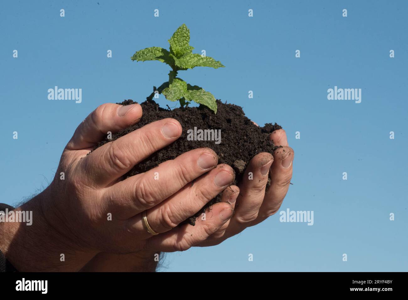 Humus soil hi-res stock photography and images - Alamy