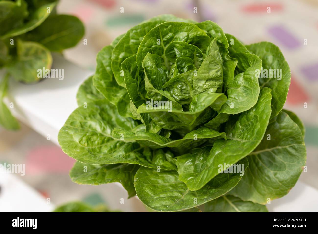 Organic Hydroponic butterhead leaf lettuce vegetables plantation in ...