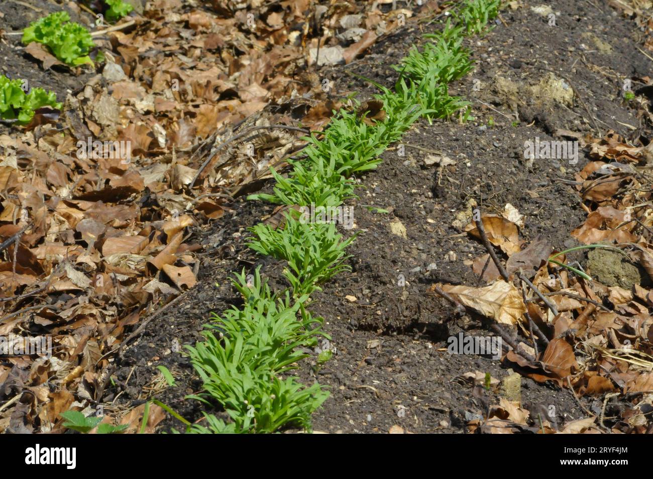 Spring nursery hi-res stock photography and images - Alamy