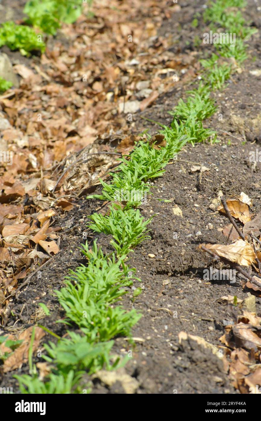 Gardening and horticulture hi-res stock photography and images - Alamy