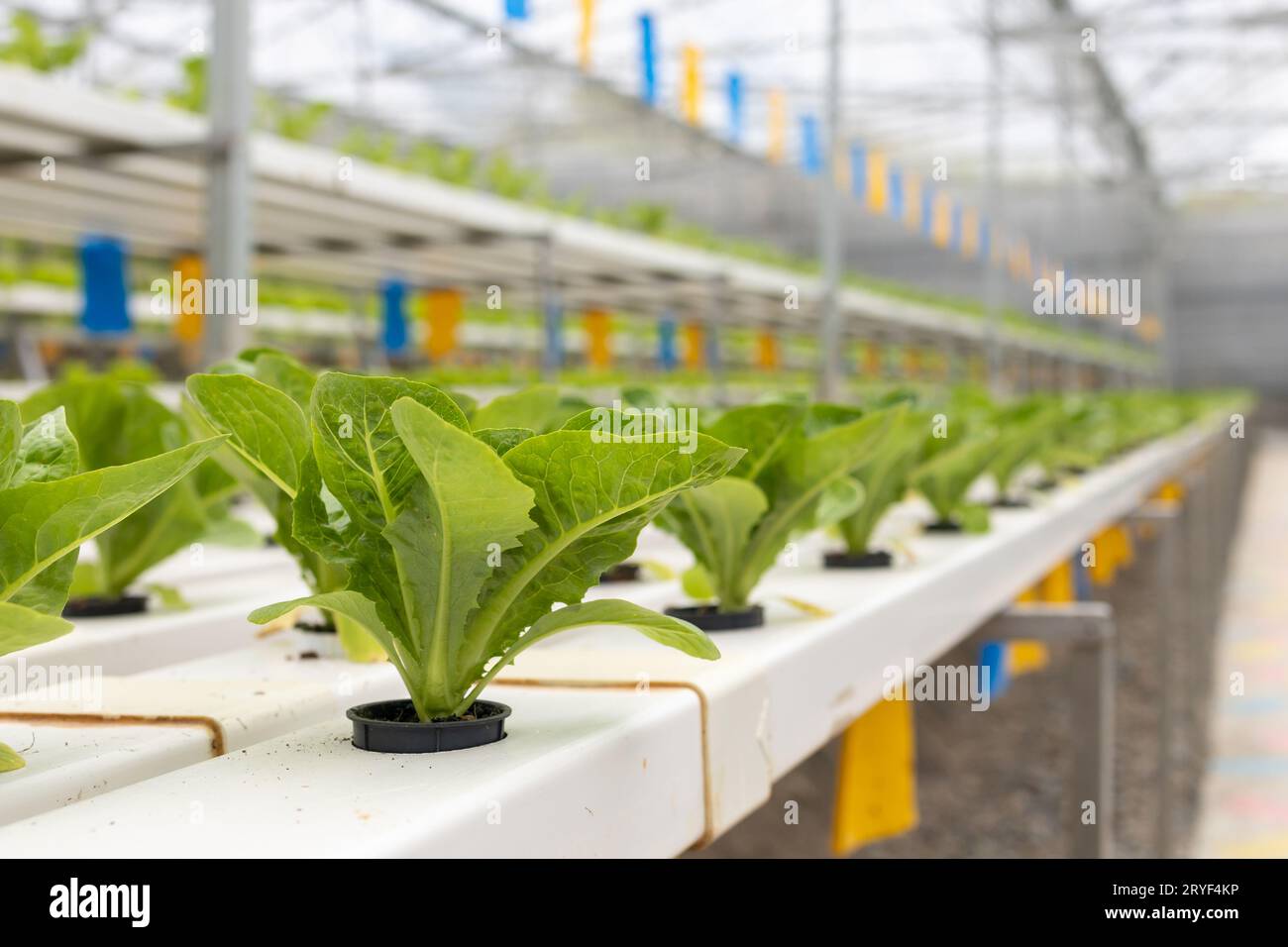 Organic Hydroponic butterhead leaf lettuce vegetables plantation in ...