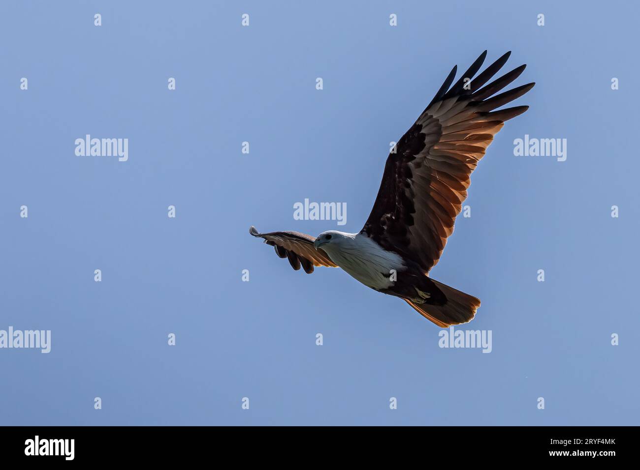 Brahminy kite eagle flying above looking for prey over the blue sky ...