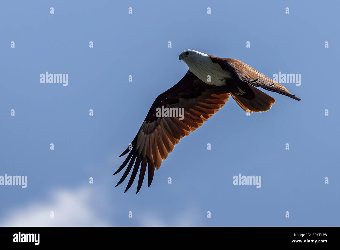 Brahminy kite eagle flying above looking for prey over the blue sky ...