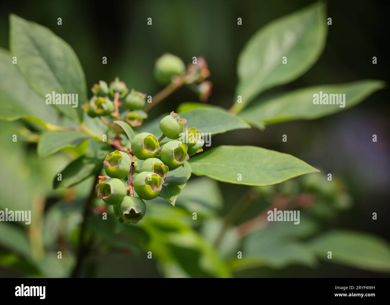 Fresh green blueberry berries growing in garden Stock Photo - Alamy