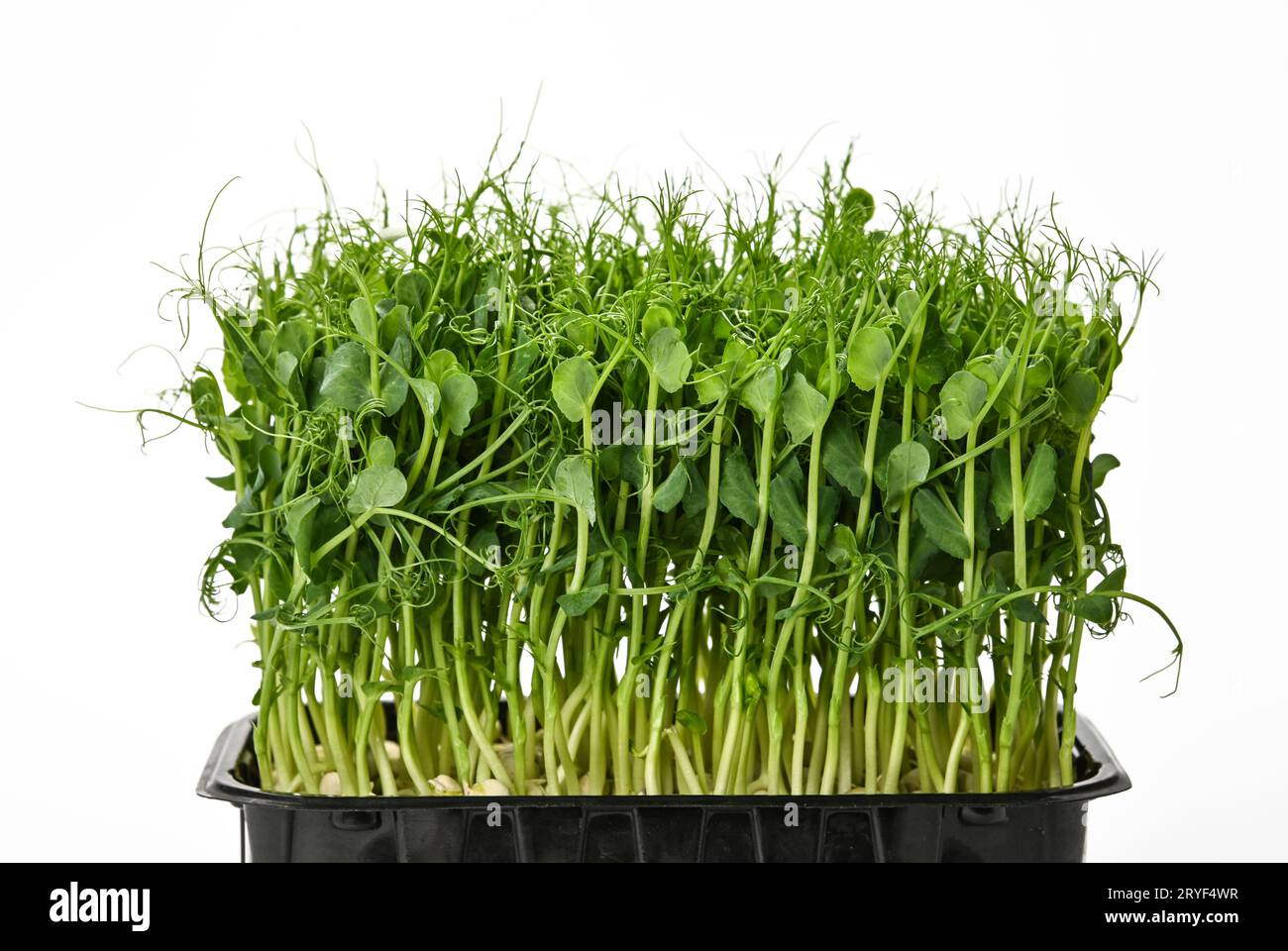 Green peas microgreen isolated on white Stock Photo - Alamy