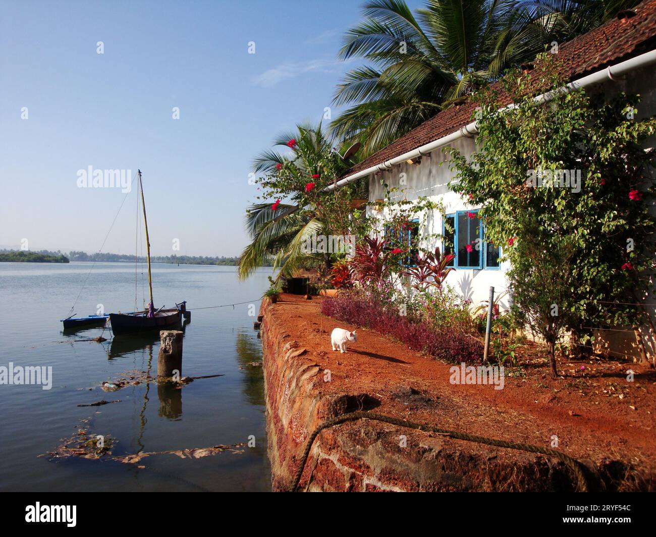 India sea fish hi-res stock photography and images - Alamy