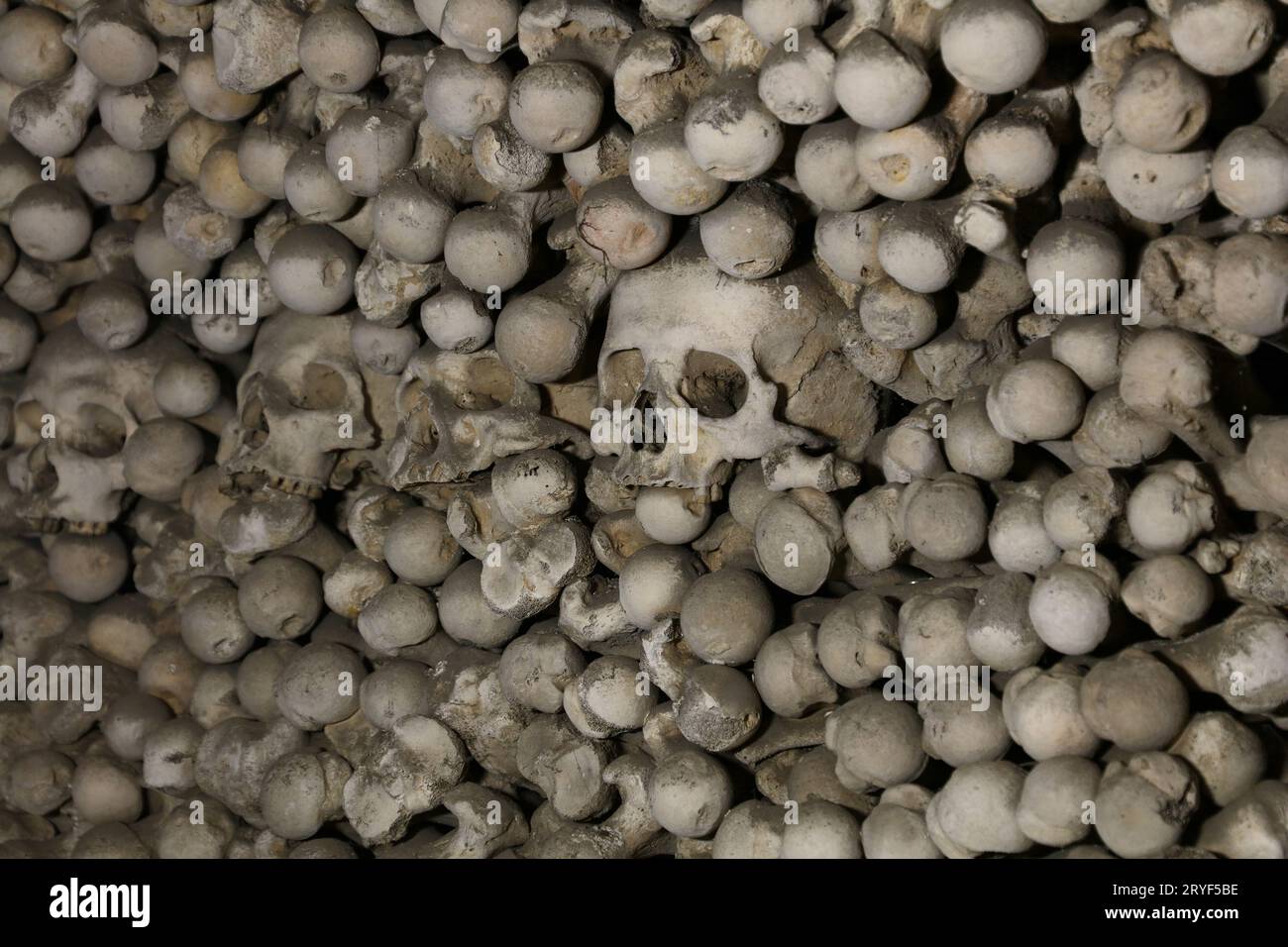 Close up view bones hi-res stock photography and images - Alamy