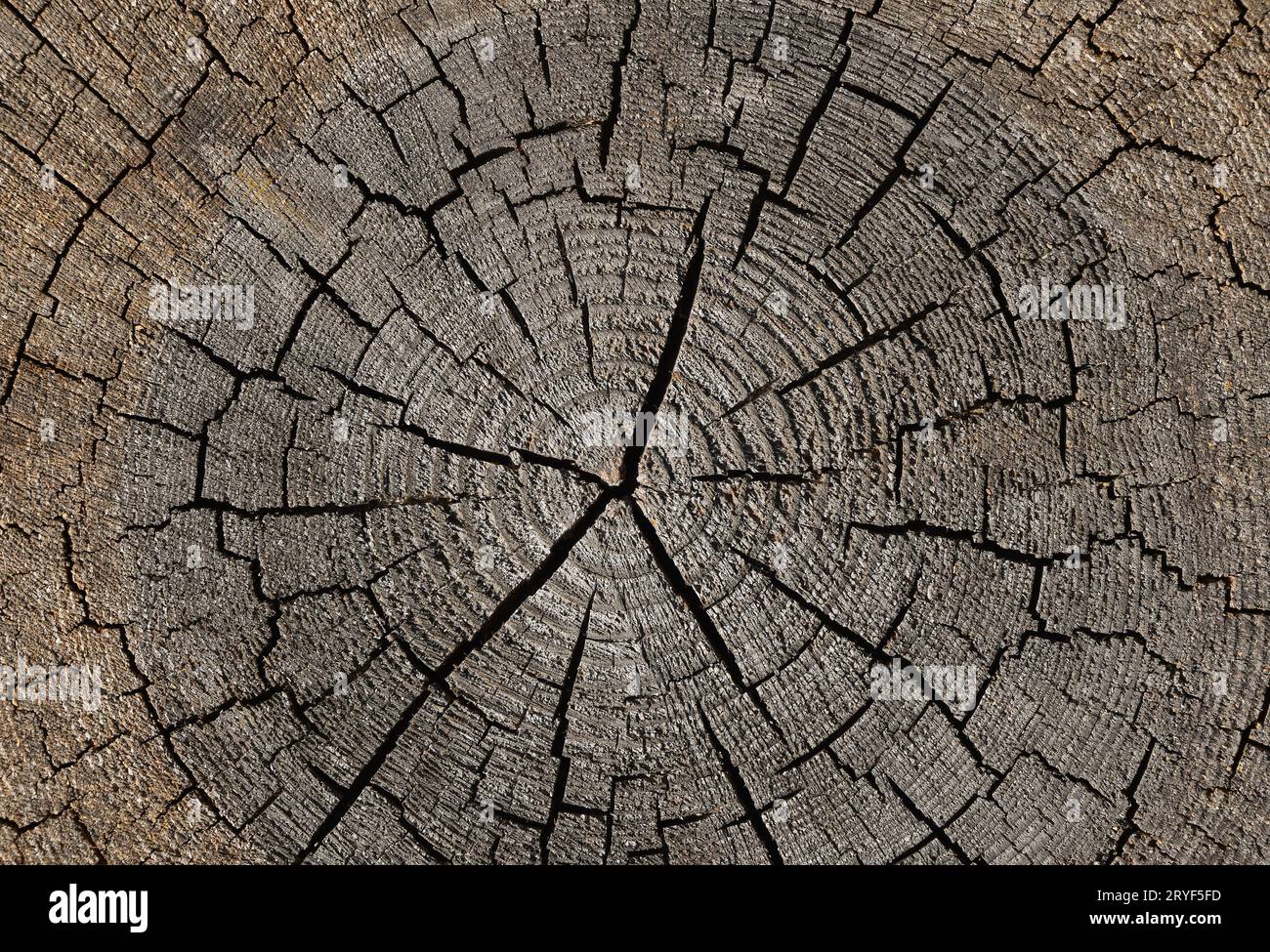 Background of old tree trunk cross section Stock Photo - Alamy