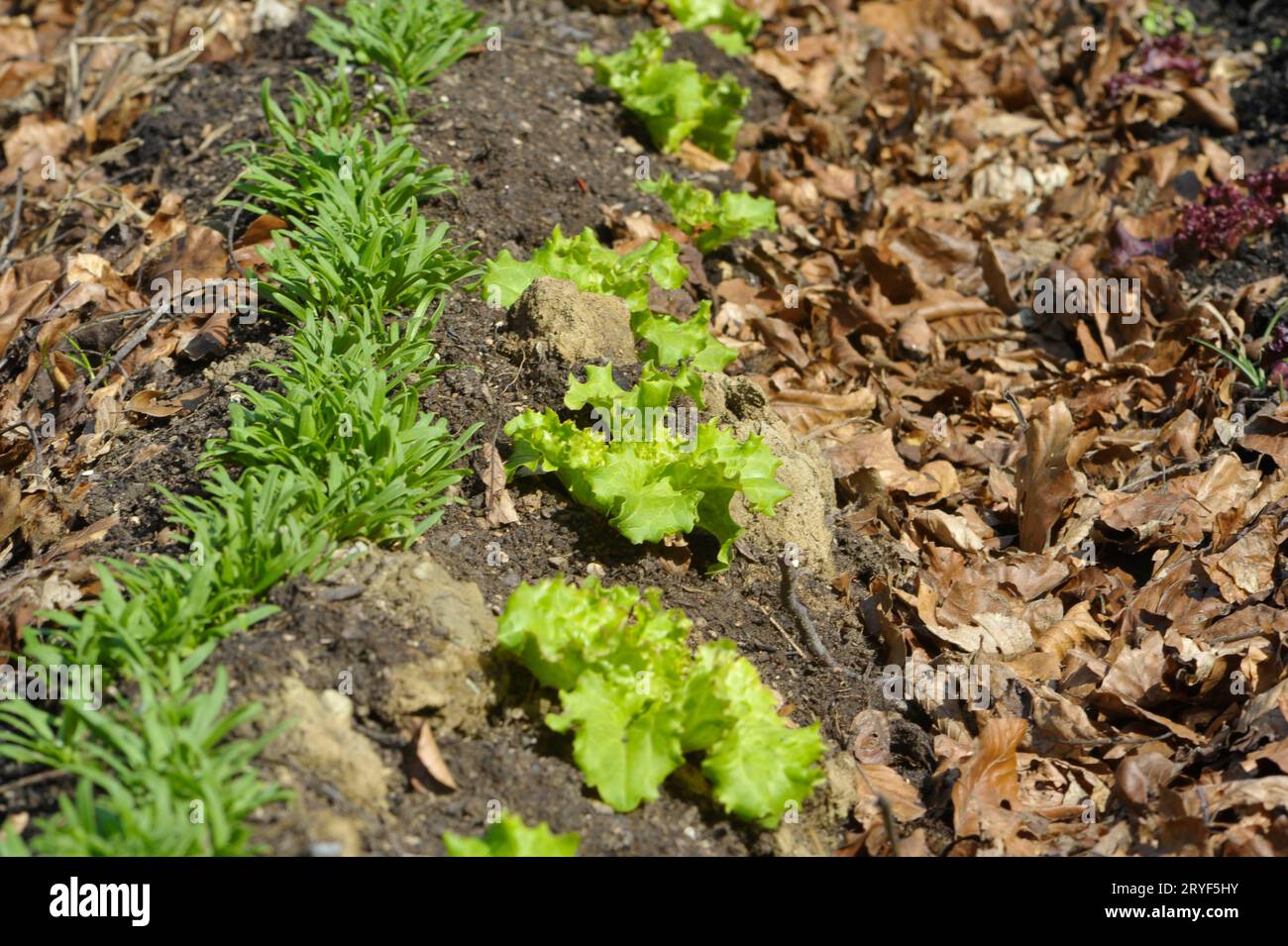 Land for gardening hi-res stock photography and images - Alamy