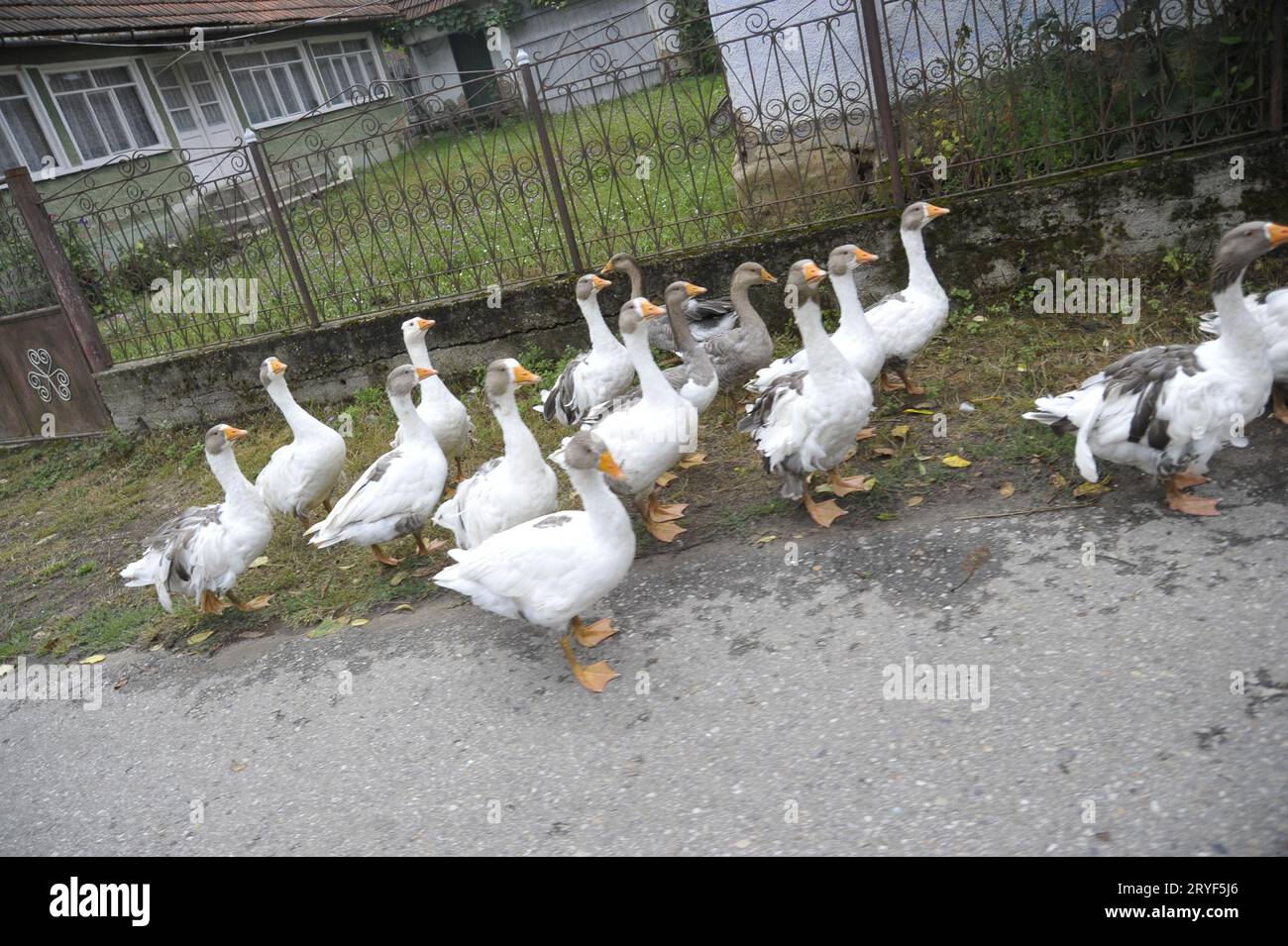 Free range geese in agricultural husbandry Stock Photo - Alamy