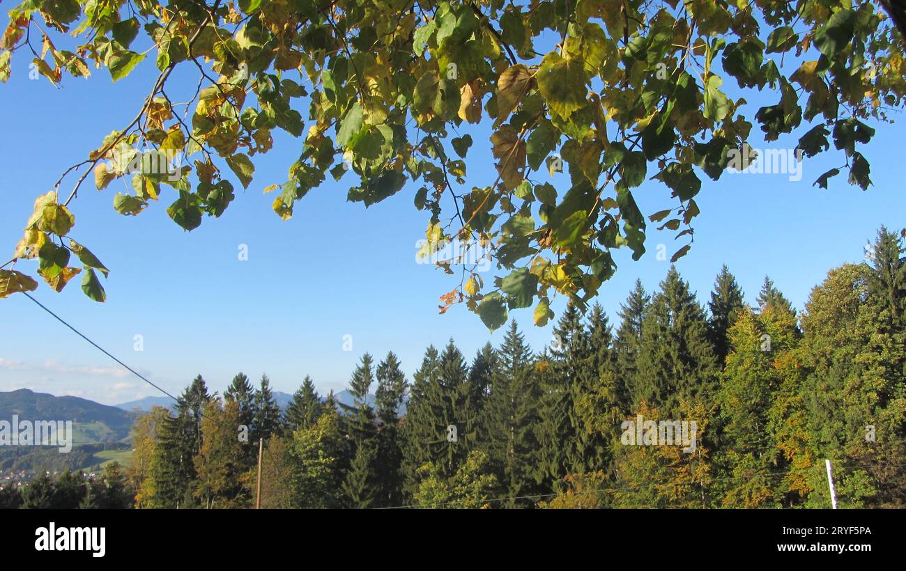 Temperate broadleaf and mixed forest hi-res stock photography and ...