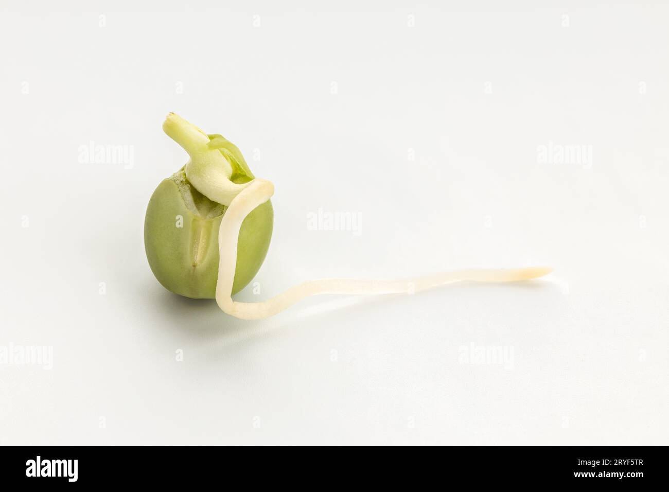 Germinated pea seed isolated on white background Stock Photo - Alamy