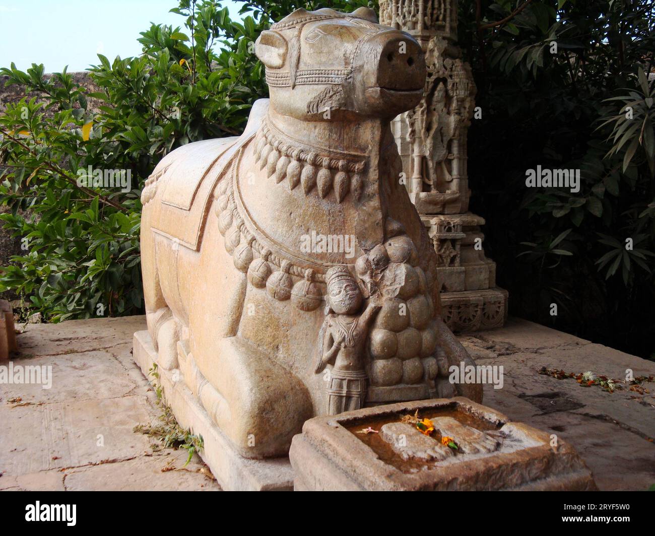 Cow as a sacred animal in India Stock Photo - Alamy