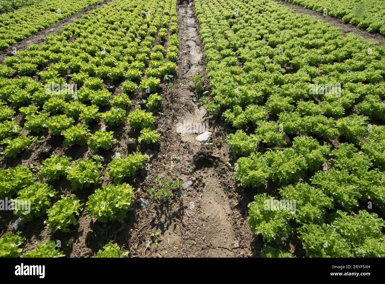 Fresh vegetables green lettuce hi-res stock photography and images - Alamy