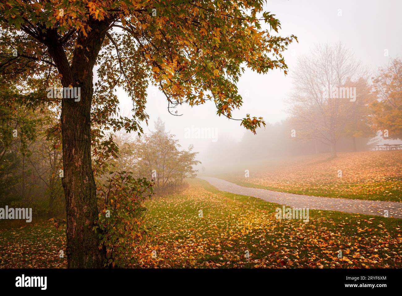 Pathway in the foggy park in the morning, Autumn concept Stock Photo ...