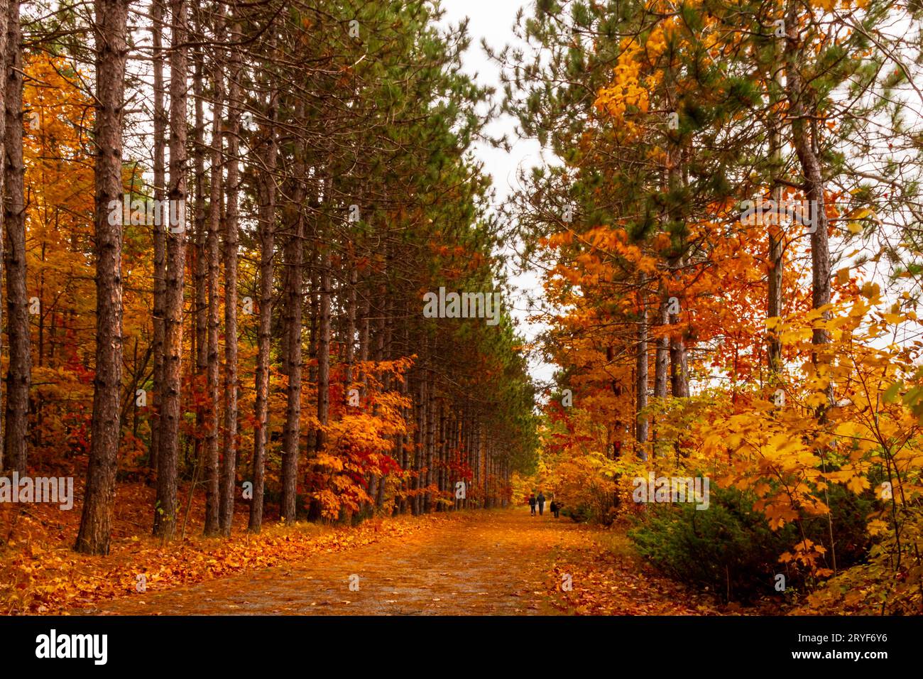 colorful fall trees along the path in the forest, Ontario Canada Stock ...