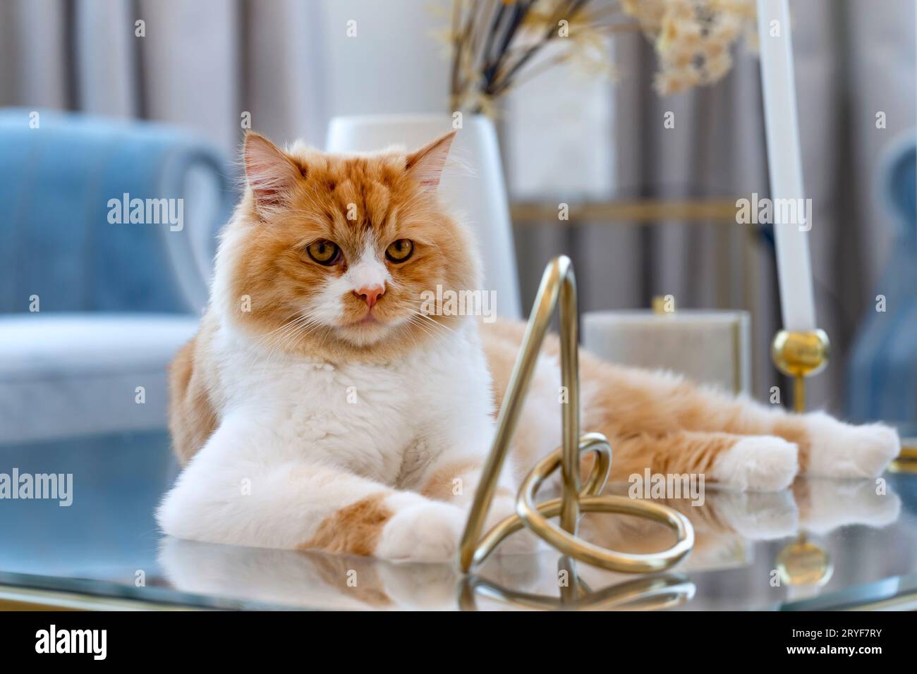 Cute ginger with white chest cat sitting proudly on the glass table in ...