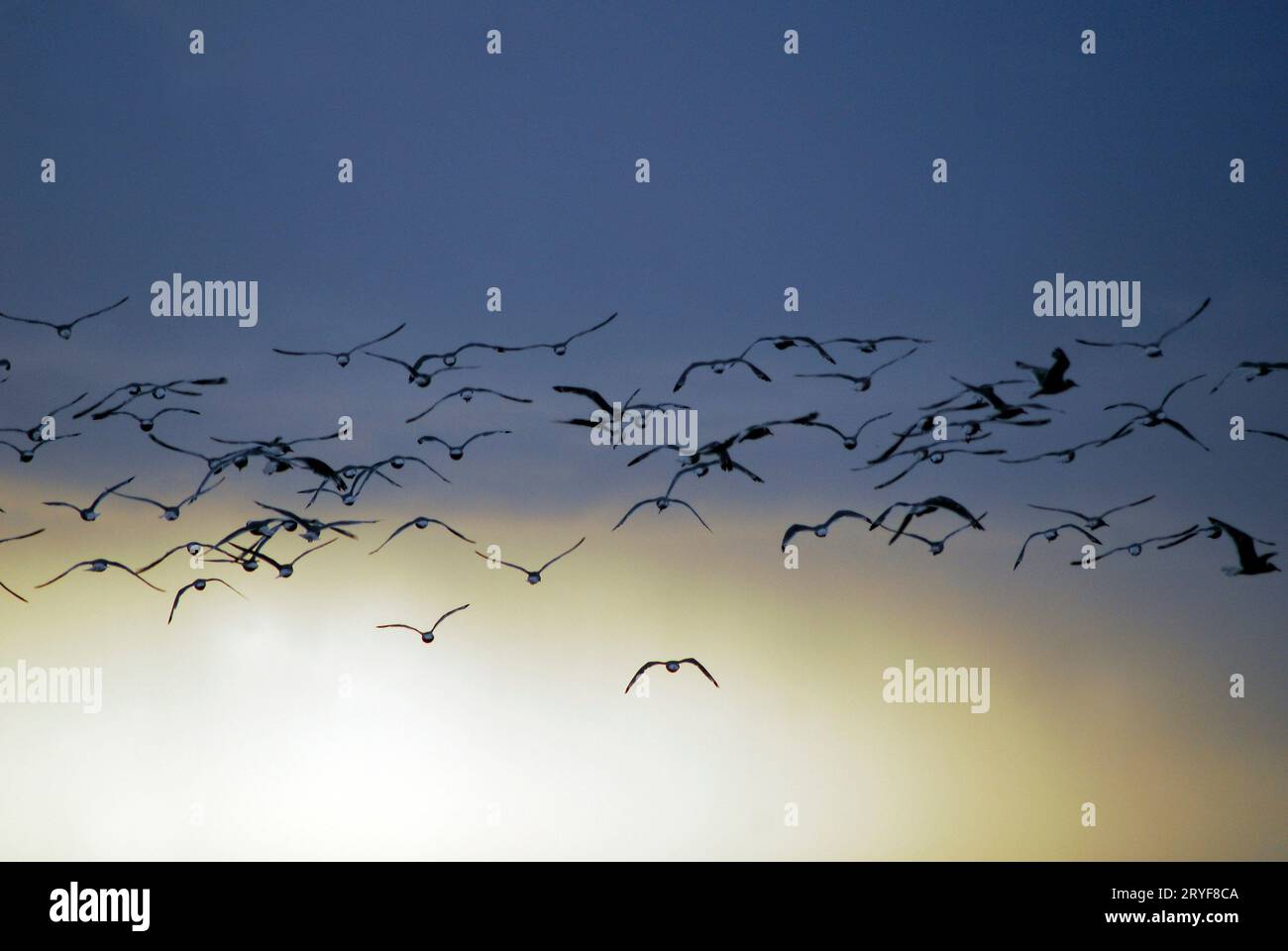 Flock order hi-res stock photography and images - Alamy