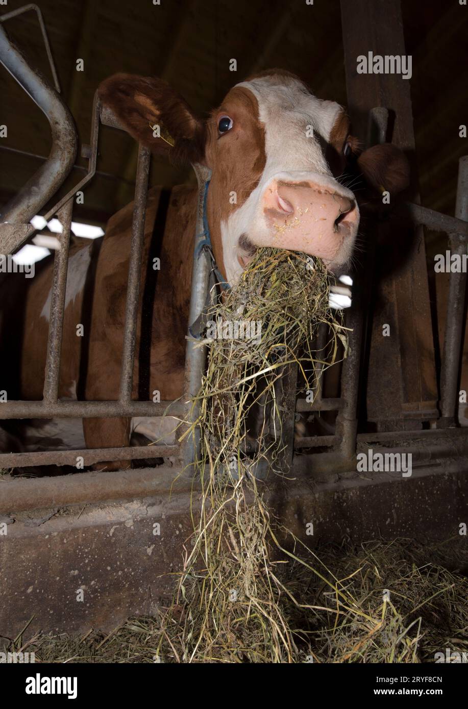 Animal feeding in the cowshed Stock Photo - Alamy