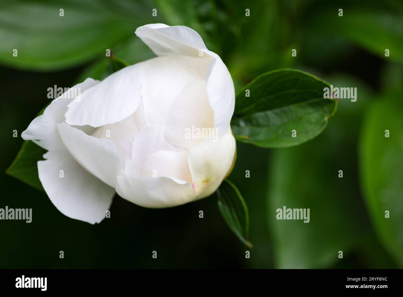 Opening flowerhead hi-res stock photography and images - Alamy