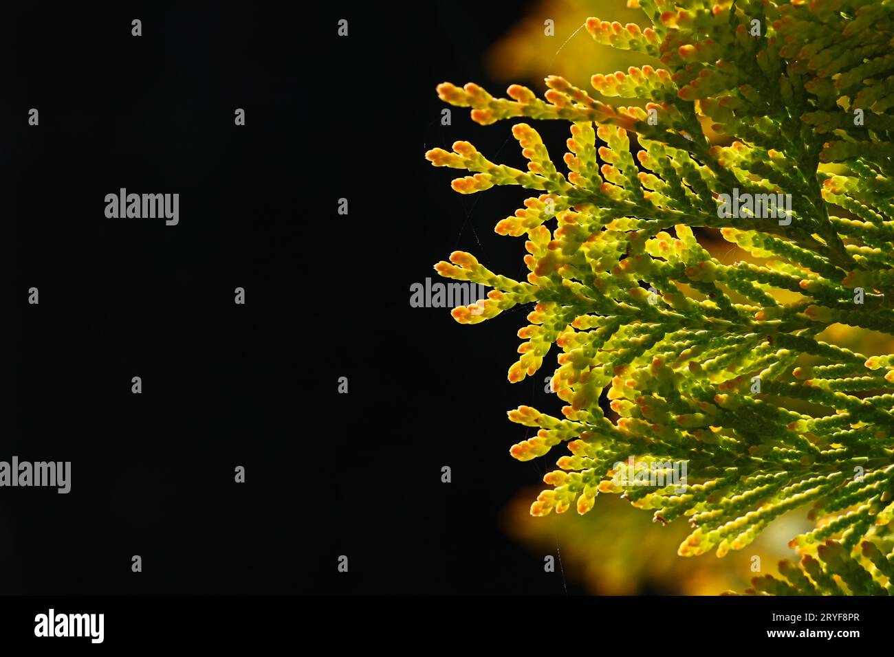 Coniferous thuja cedar tree hi-res stock photography and images - Alamy