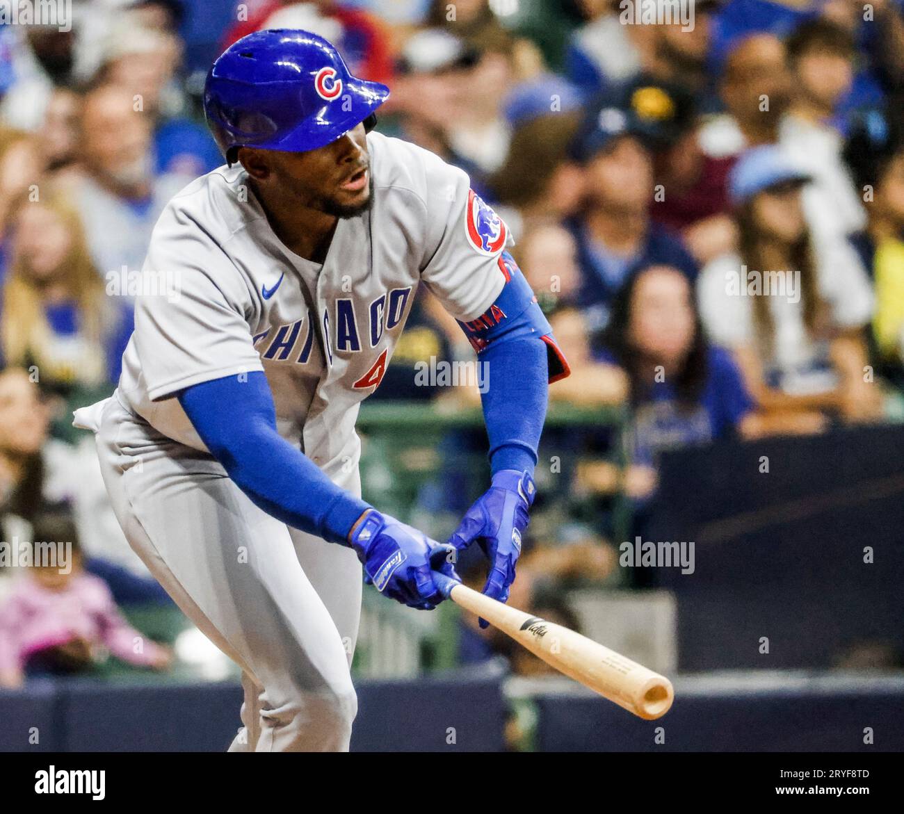 Alexander canario hi-res stock photography and images - Alamy