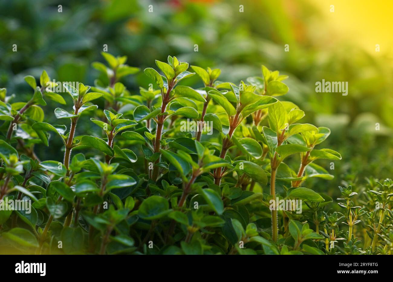Spicy oregano hi-res stock photography and images - Alamy