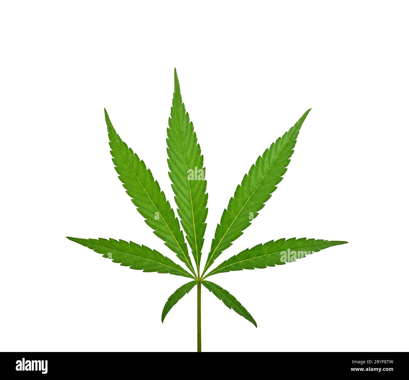 One fresh green cannabis leaf isolated on white Stock Photo - Alamy
