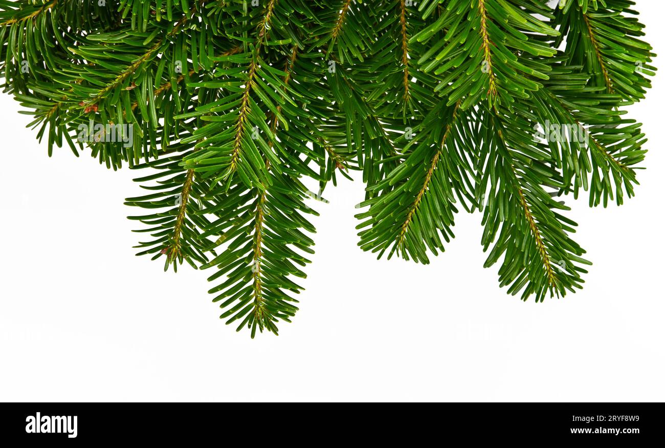 Close up branch of green spruce tree isolated Stock Photo - Alamy