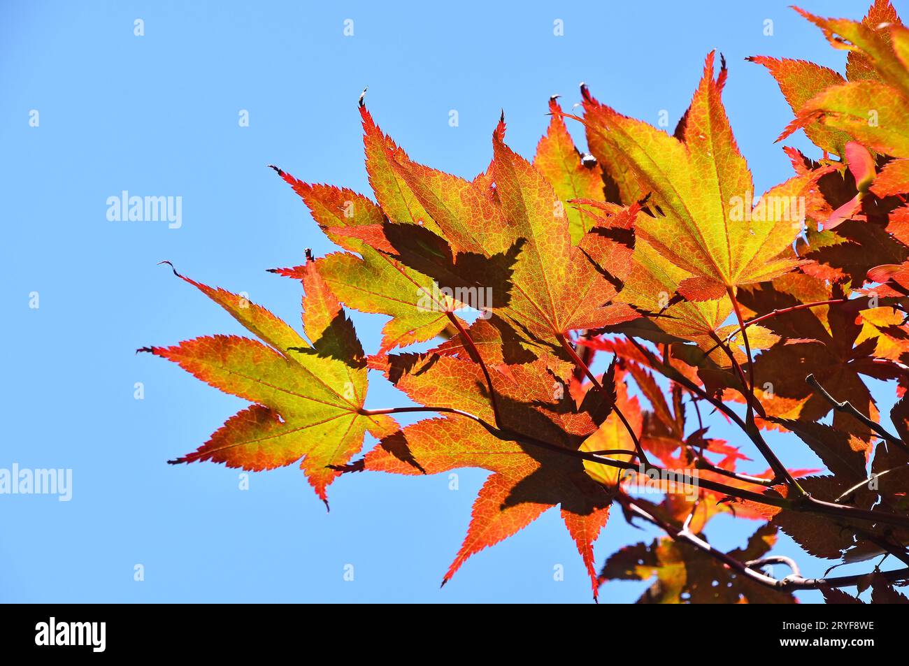 Closeup acer japanese maple hi-res stock photography and images - Alamy