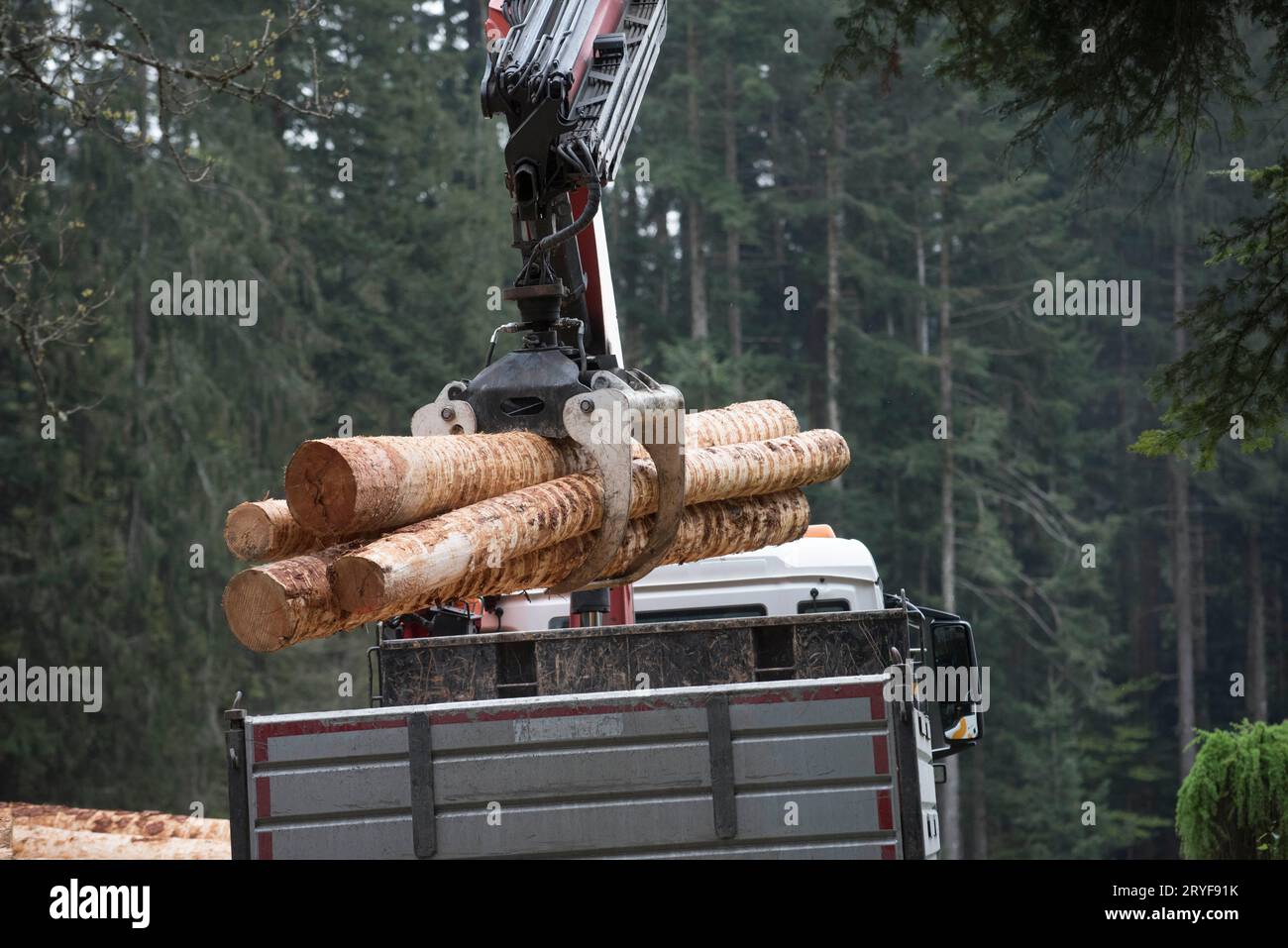 Forestry goods hi-res stock photography and images - Alamy