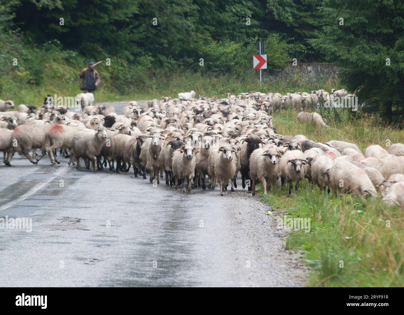 Sheep breeding and nomadic shepherds in Romania Stock Photo - Alamy