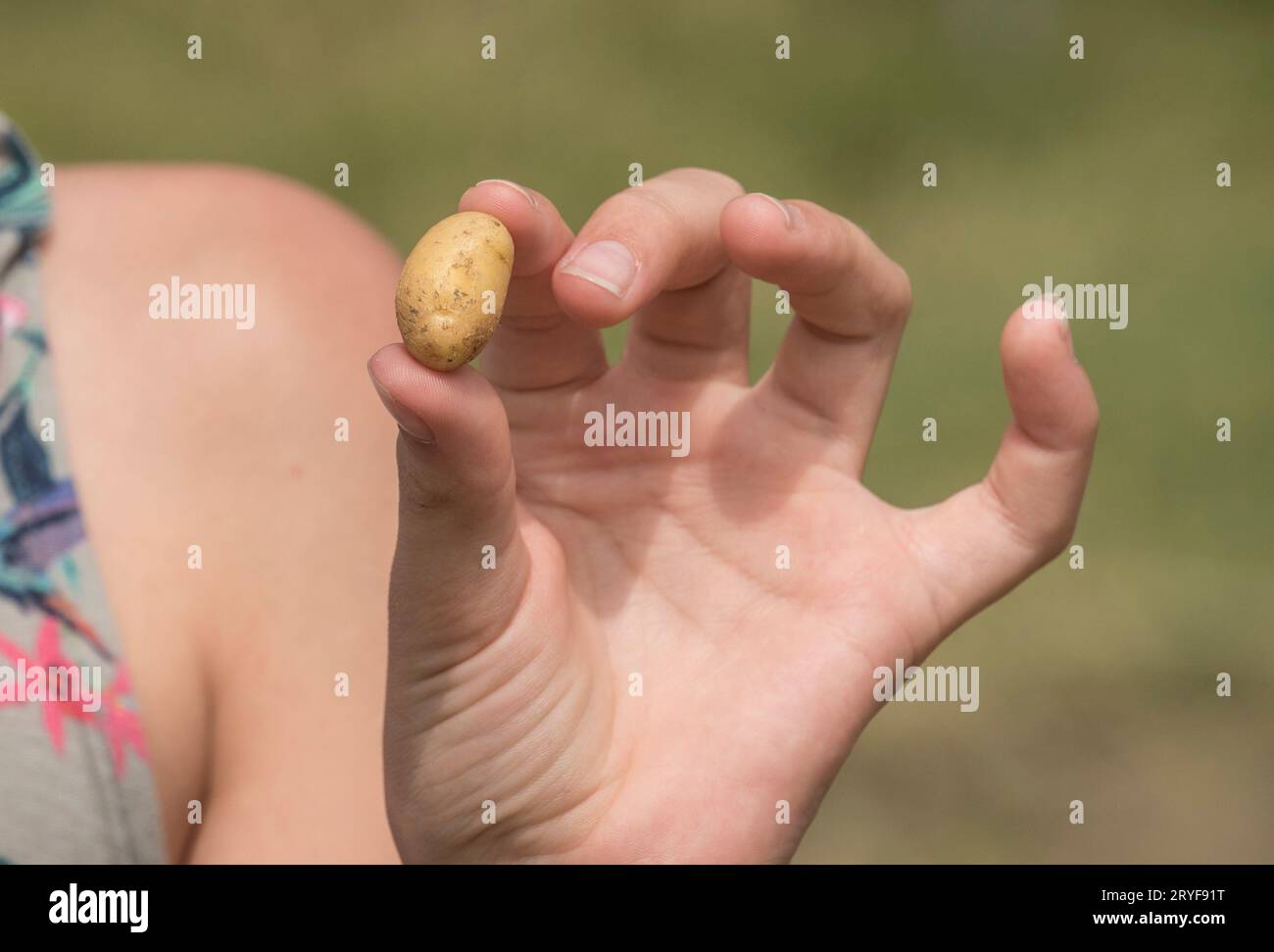 Spring potato hi-res stock photography and images - Alamy