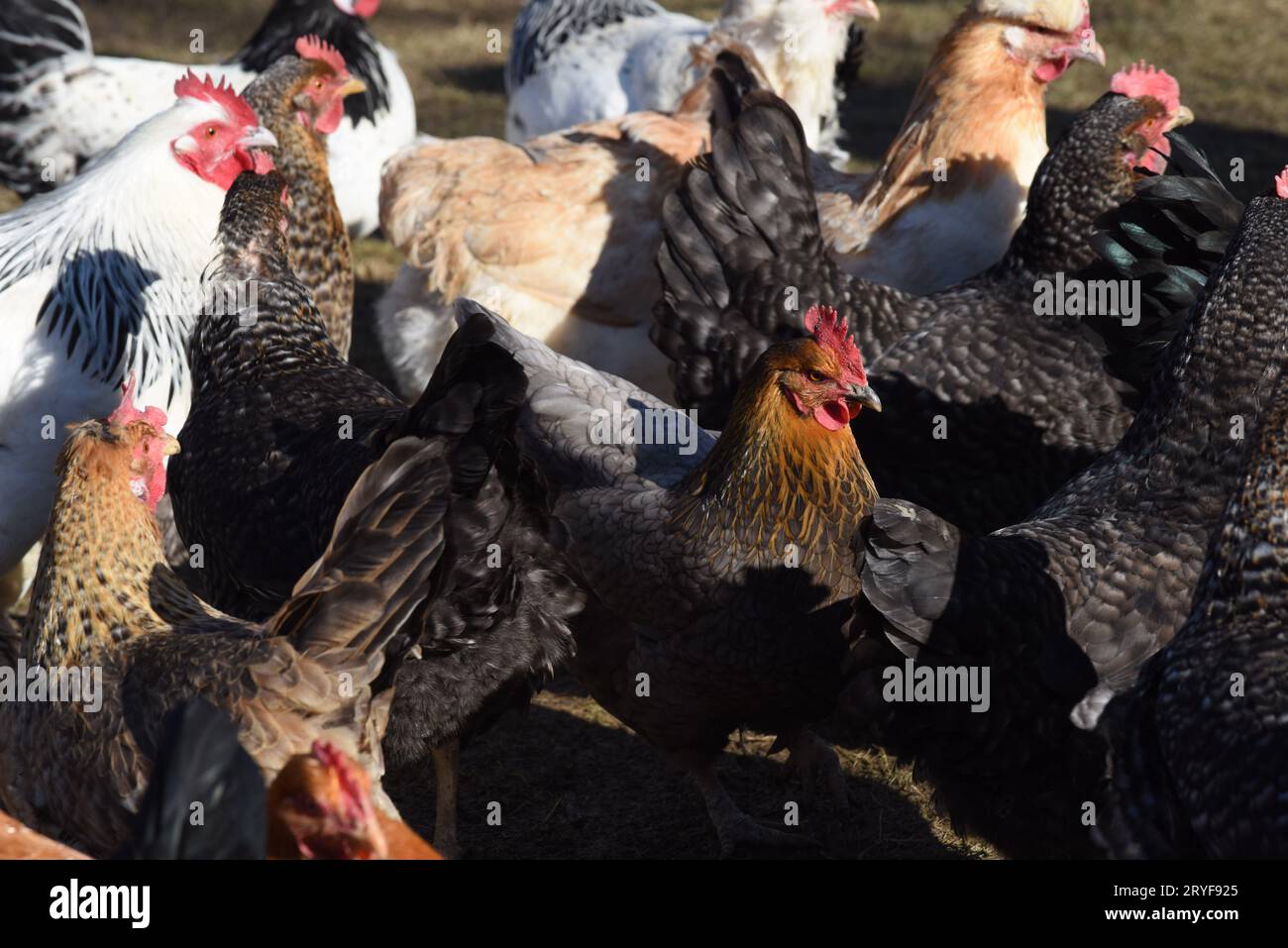Free range animals hi-res stock photography and images - Alamy