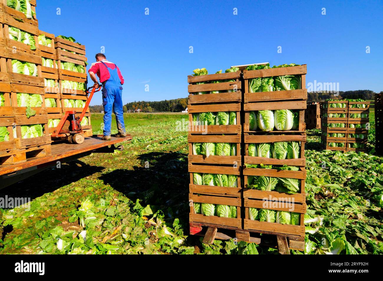 Preparing chinese cabbage for transportation Stock Photo - Alamy
