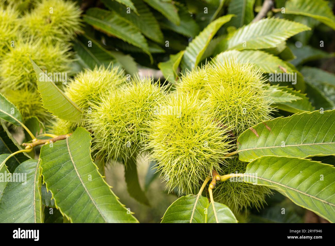 Sweet Chestnut husks and leaves growing on chestnut tree. Castanea ...