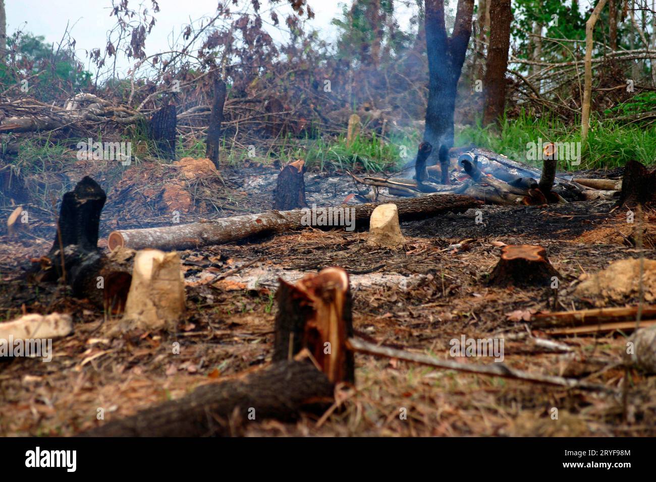 Clearance or deforestation in the rainforest Stock Photo - Alamy