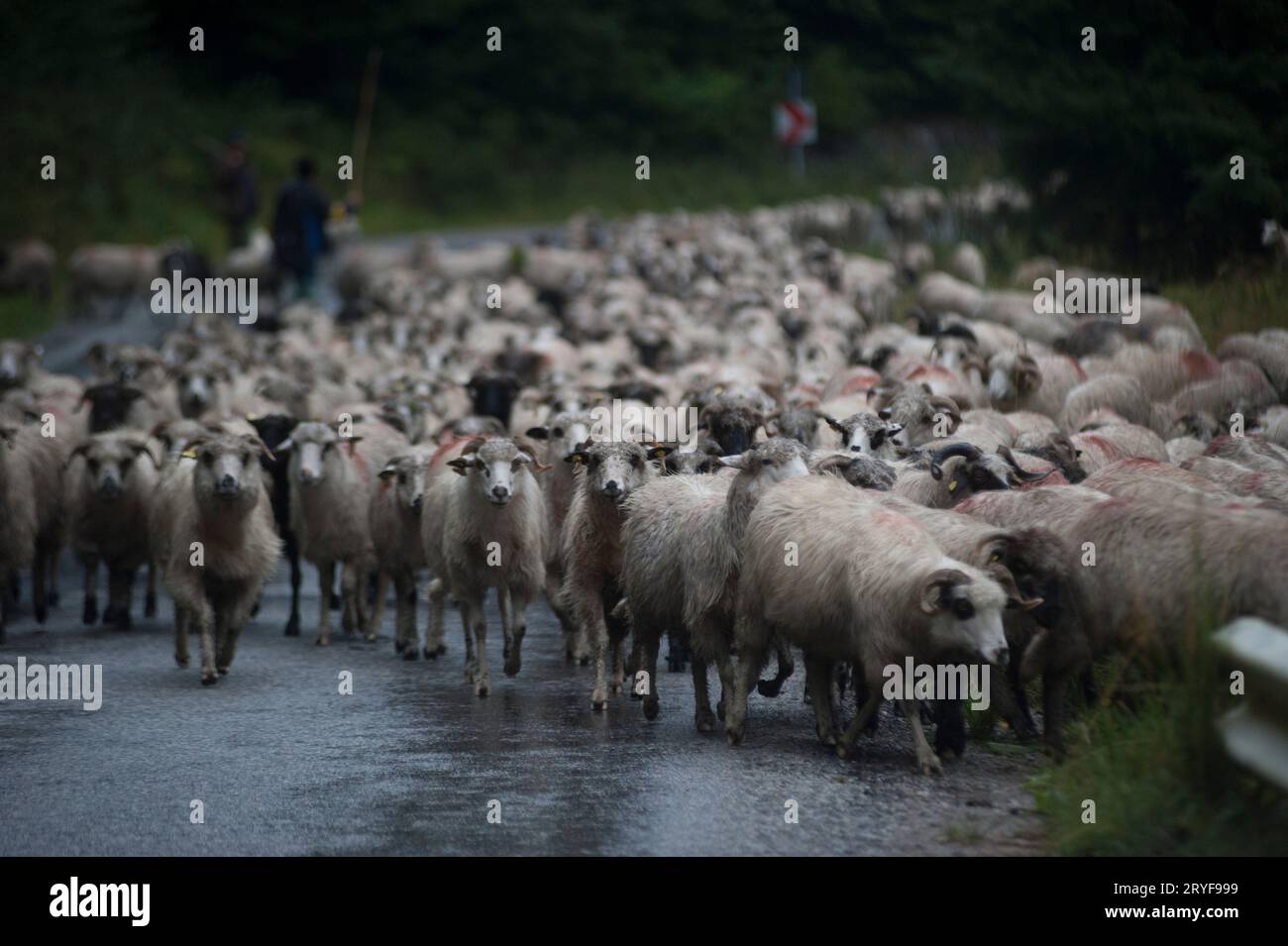 Sheep breeding and nomadic shepherds in Romania Stock Photo - Alamy